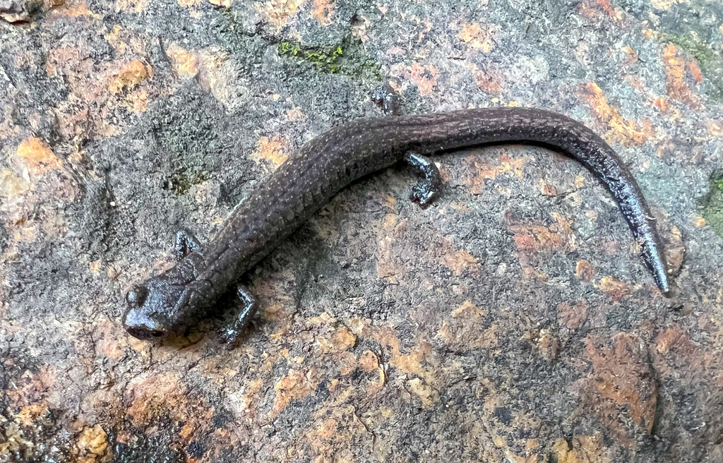 Tehachapi Slender Salamander in January 2023 by nmoorhatch. Caliente ...