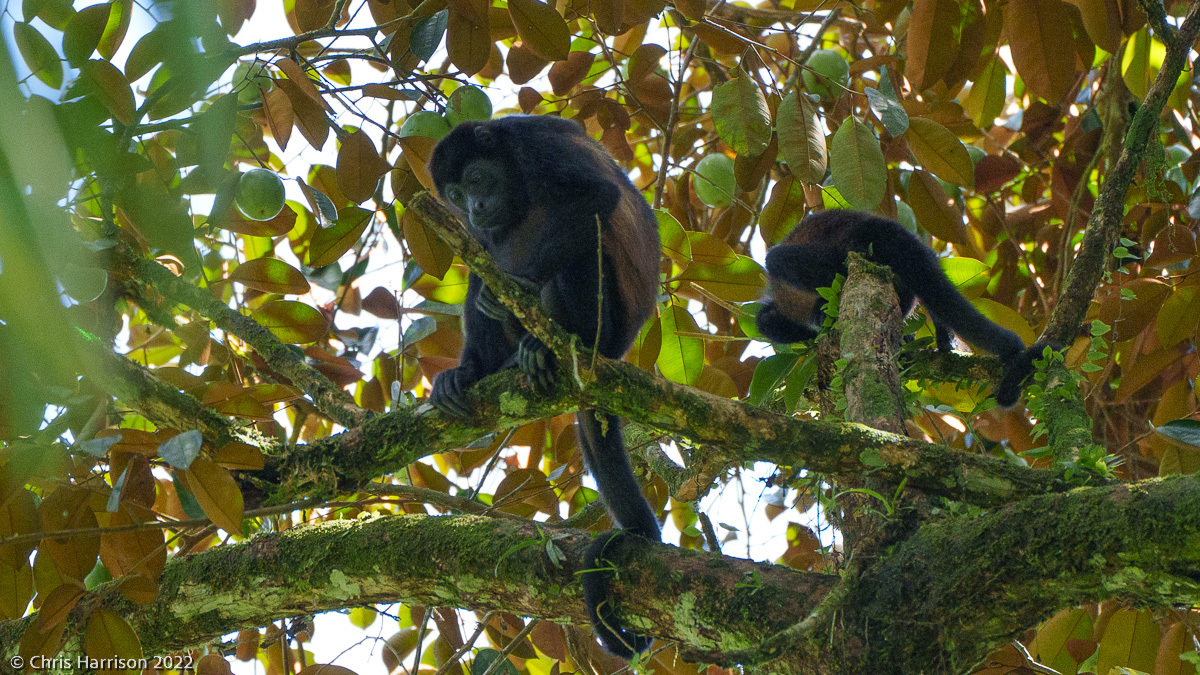 Alouatta palliata (Gray, 1849)