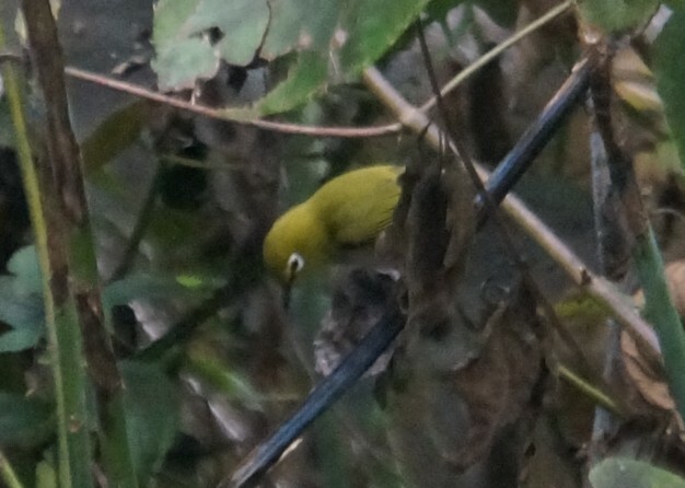 Zosterops simplex Swinhoe, 1861