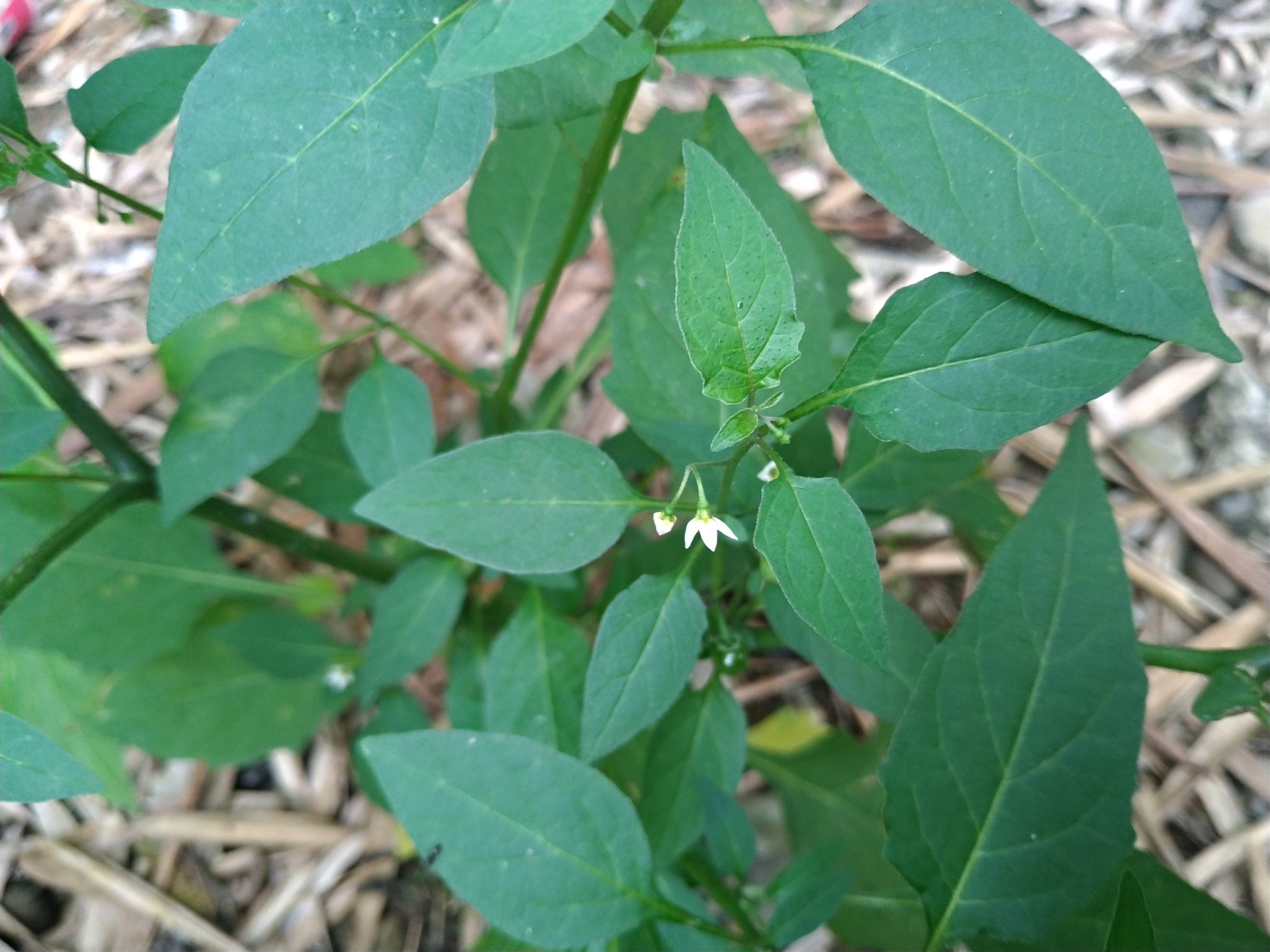 Solanum americanum Mill.