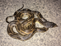 Common Snakes Identification Guide for the Houston Area · iNaturalist