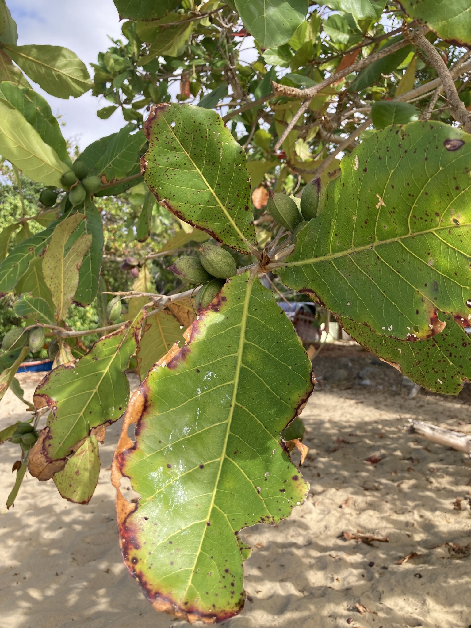 Terminalia catappa L.