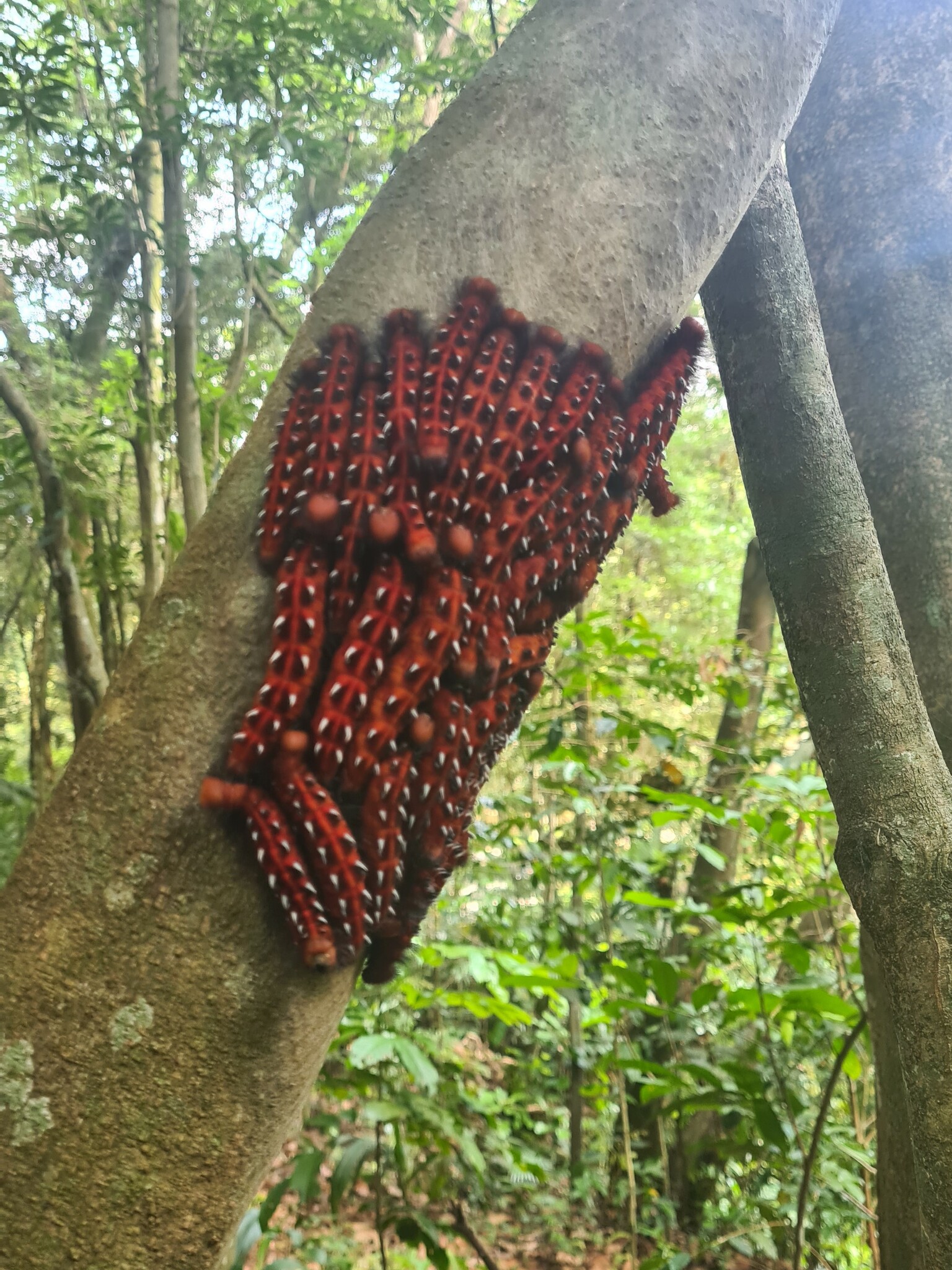 Morpho hercules (Dalman, 1823)