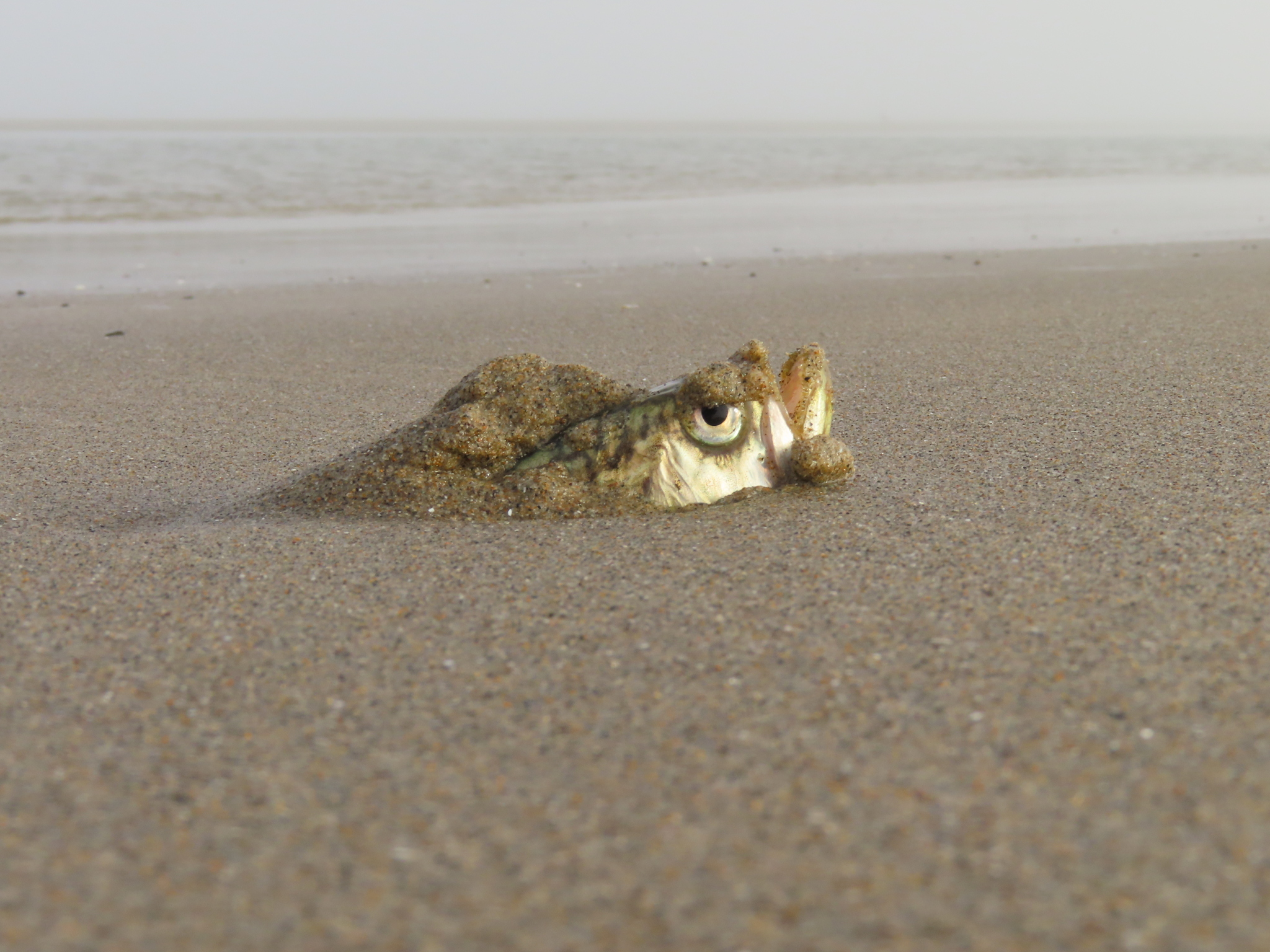 Trichodon trichodon (Tilesius, 1813)