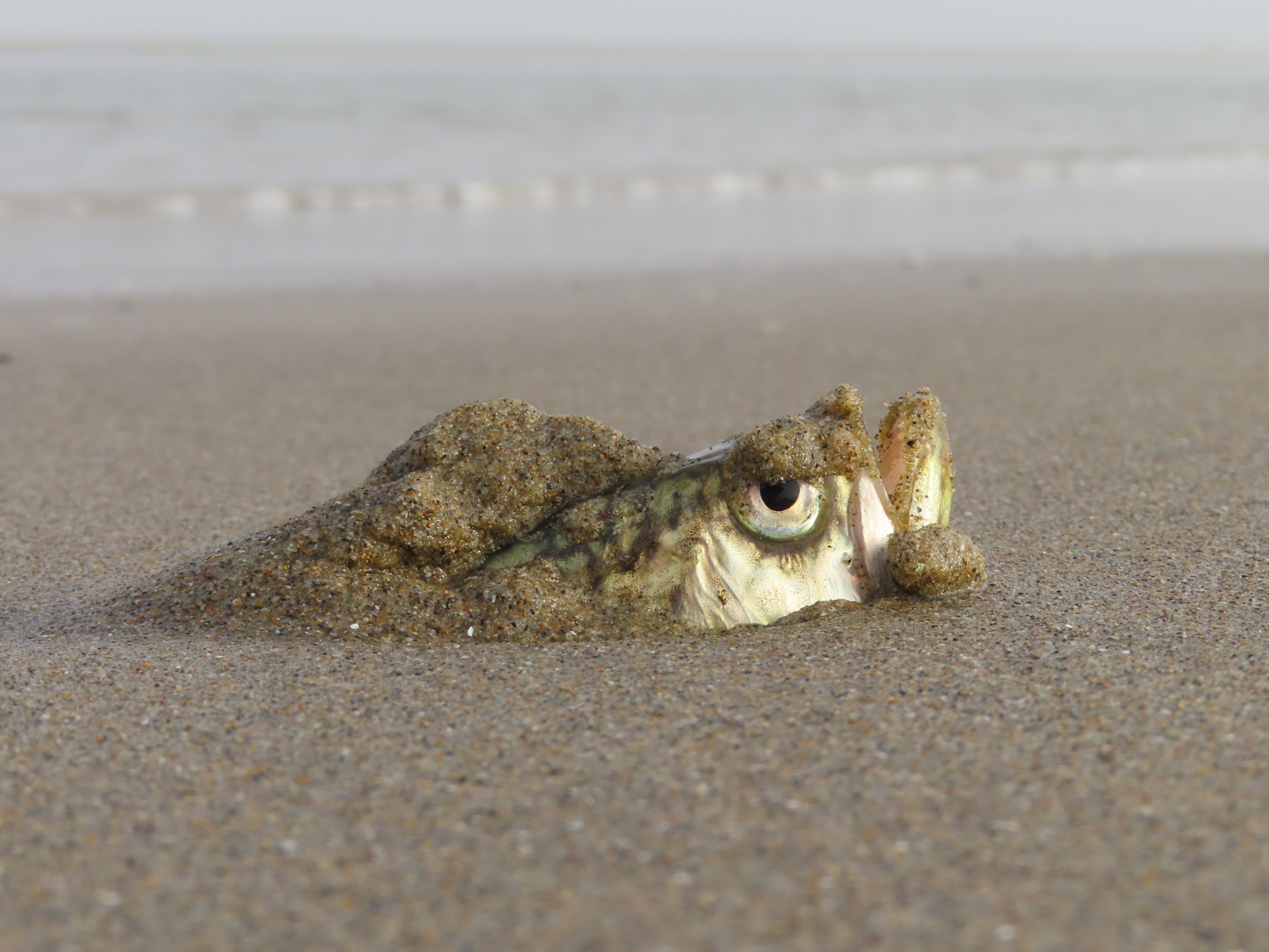 Trichodon trichodon (Tilesius, 1813)