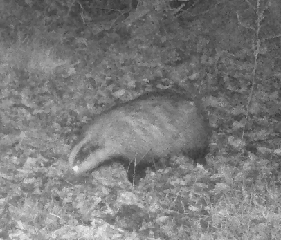 Meles meles (Linnaeus, 1758)