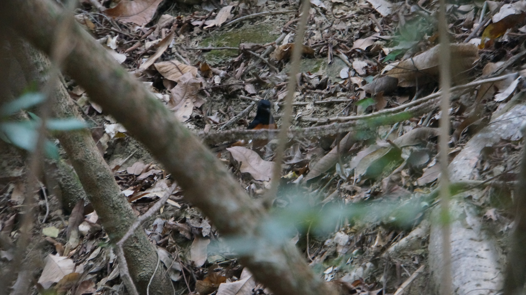 Copsychus malabaricus (Scopoli, 1786)