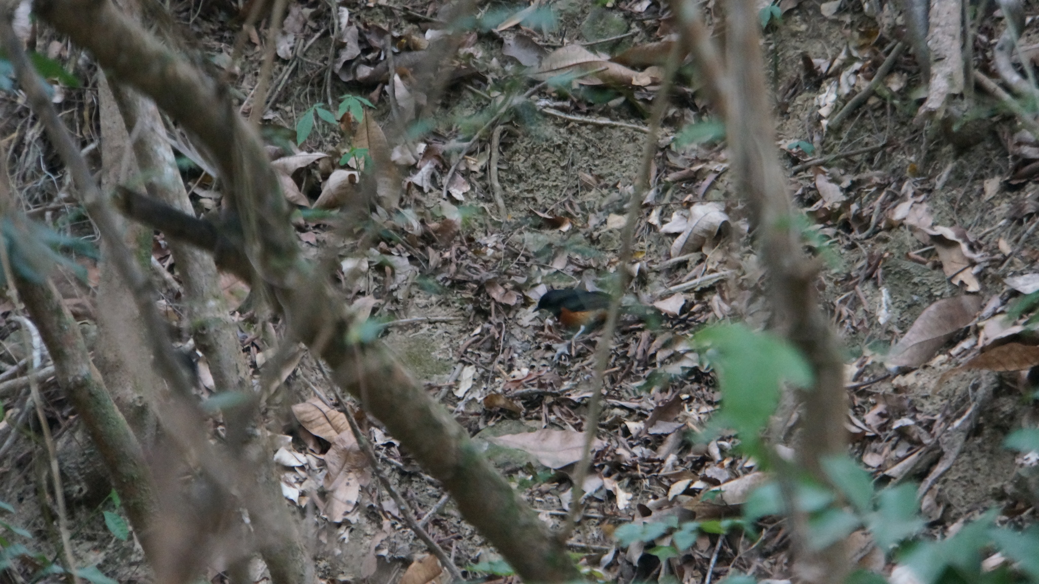 Copsychus malabaricus (Scopoli, 1786)