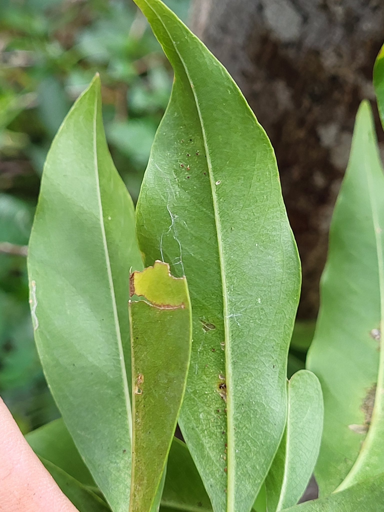 Daphnopsis Mart. & Zucc.