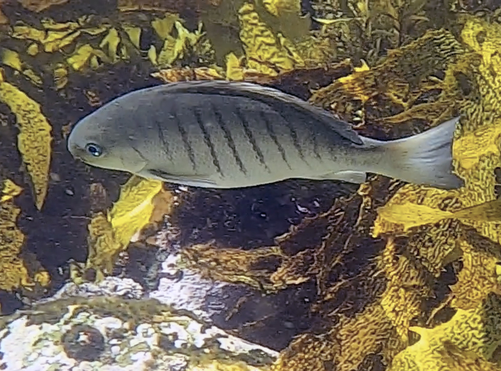 Luderick from Cabbage Tree Bay AR, Manly NSW 2095, Australia on ...