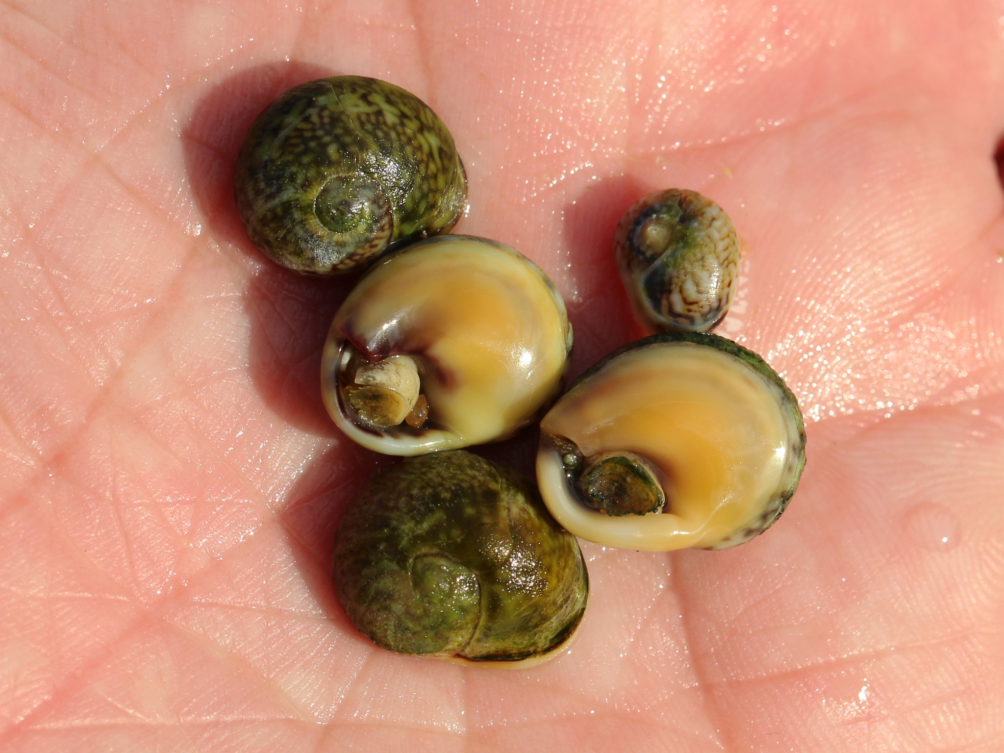 Tritia neritea (Linnaeus, 1758)