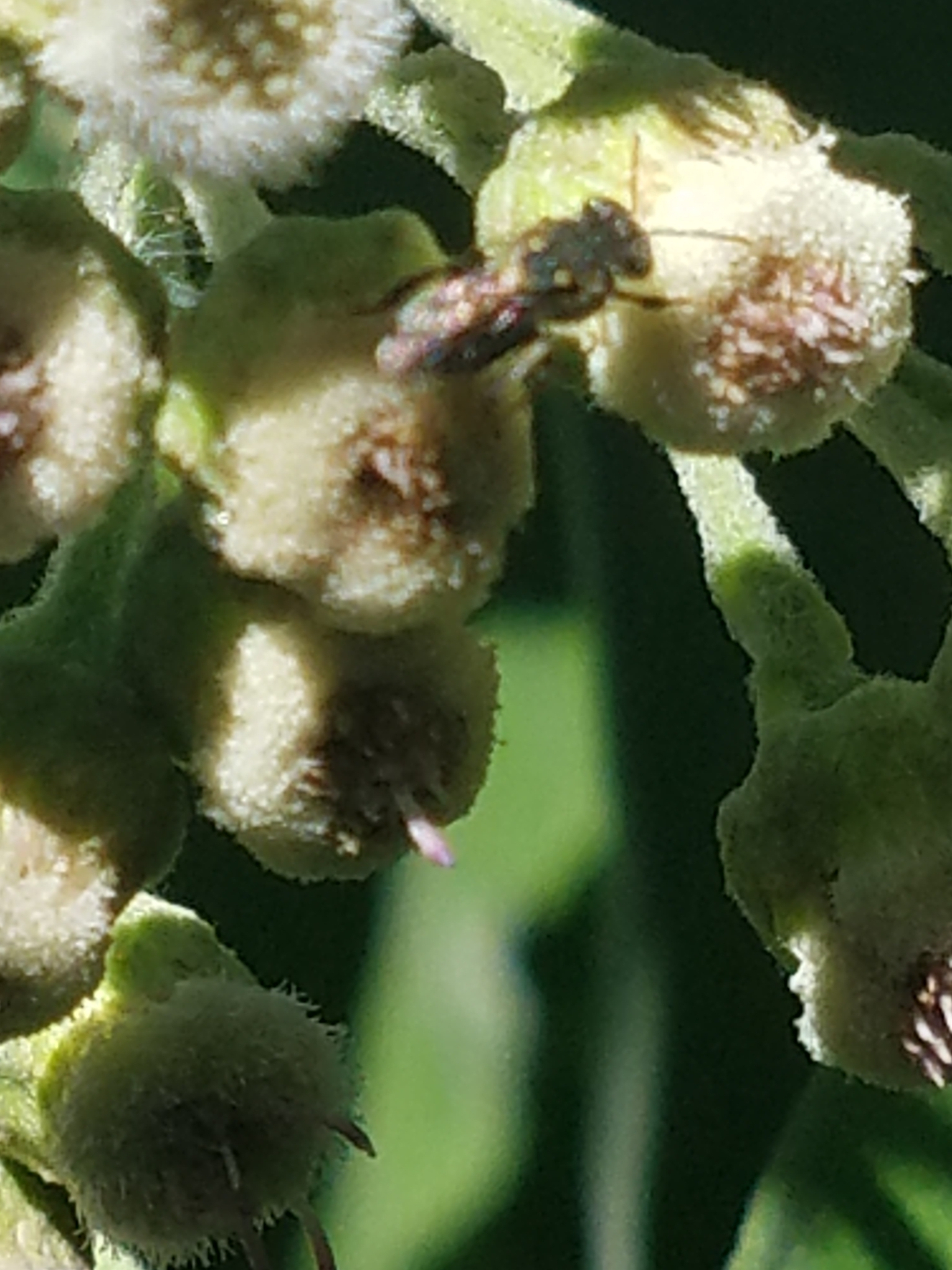 Nannotrigona perilampoides (Cresson, 1879)