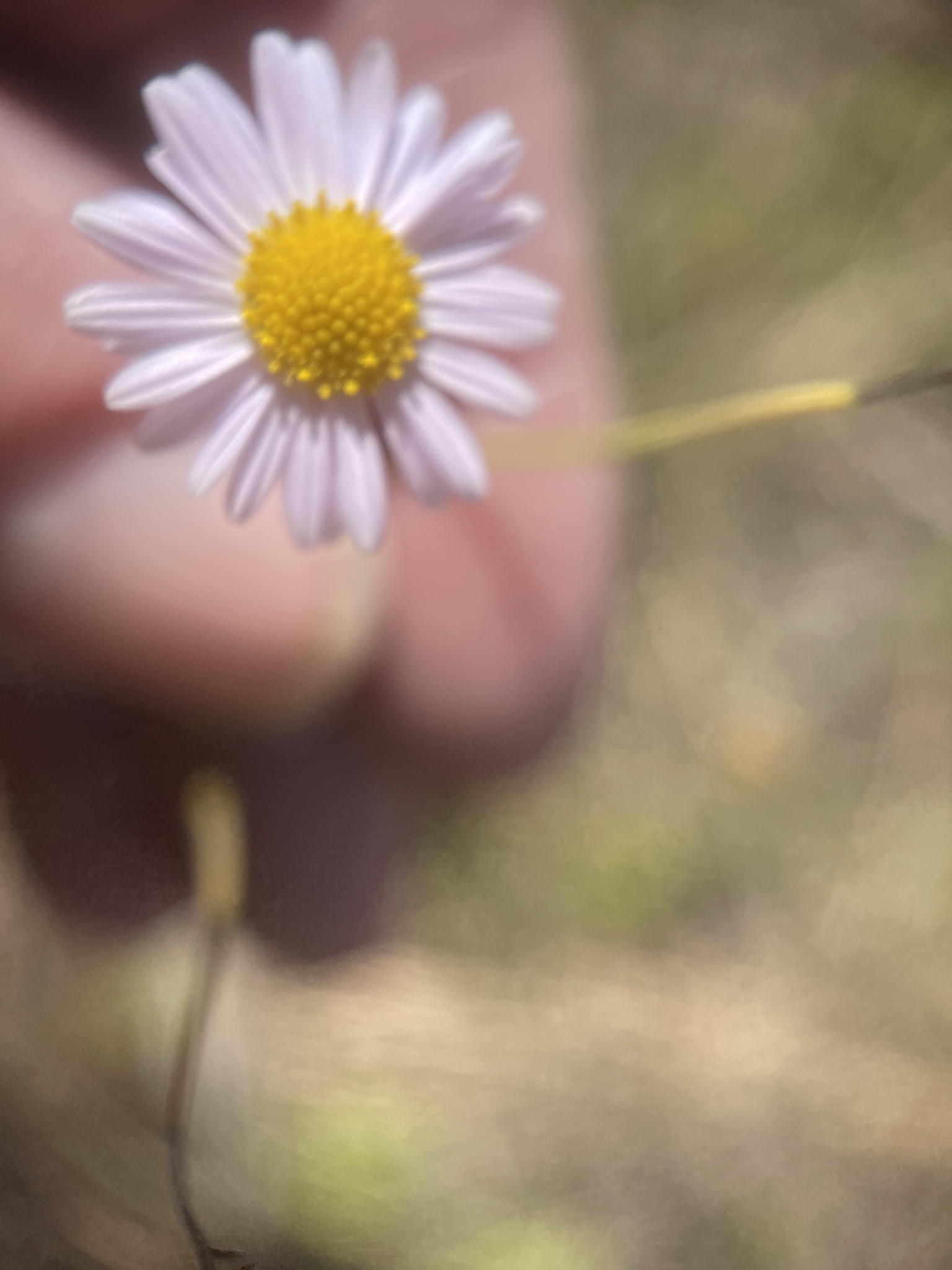 Boltonia diffusa Elliott