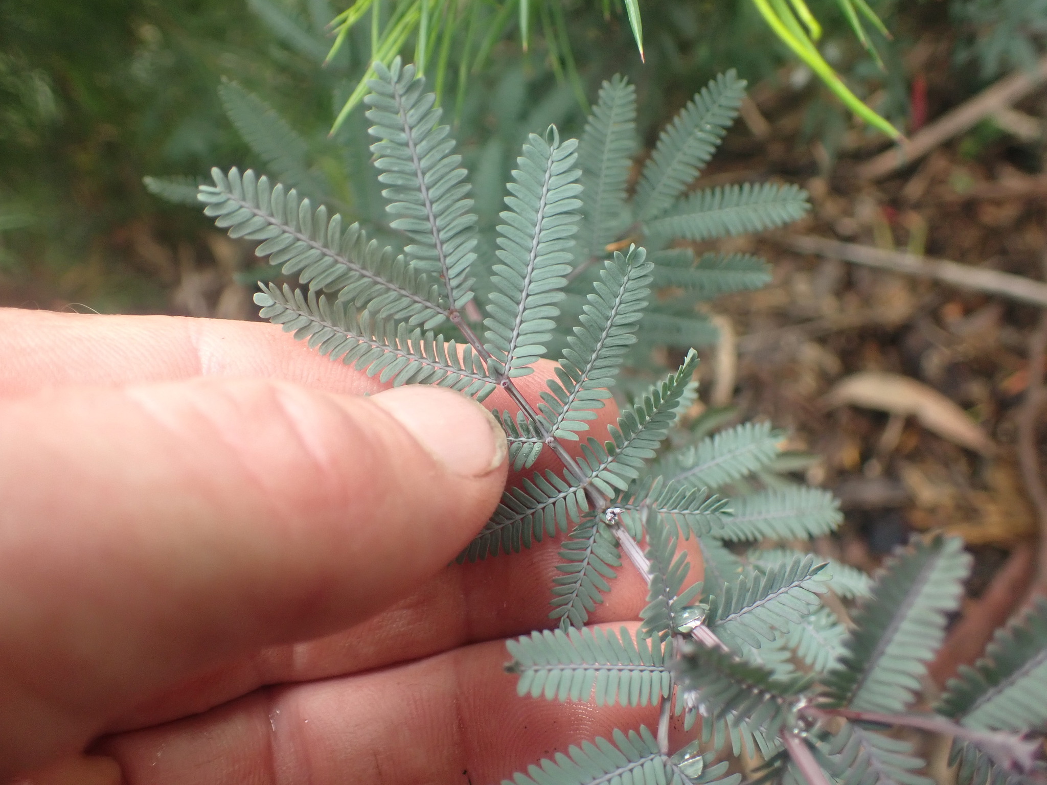 Acacia baileyana F.Muell.