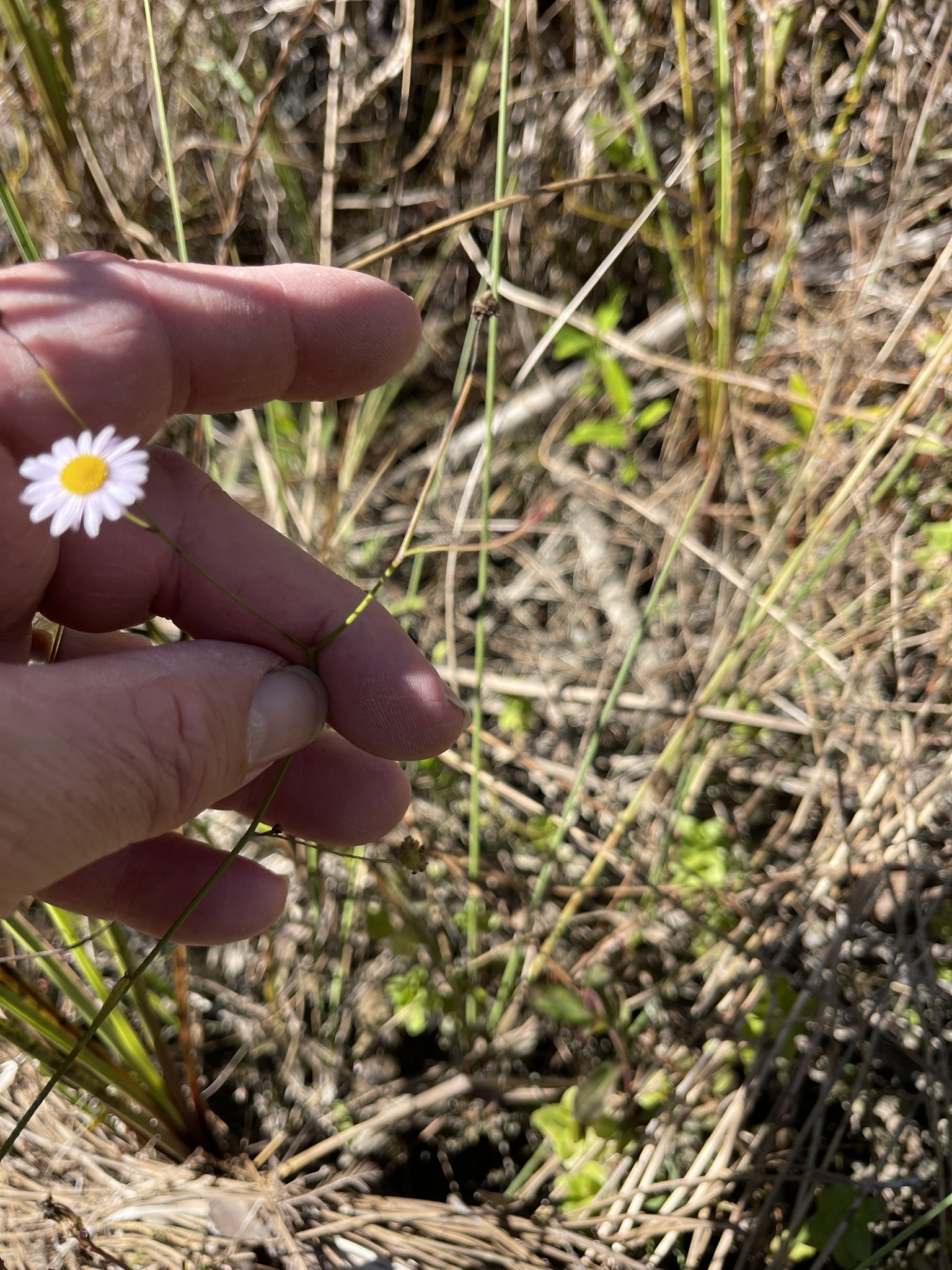 Boltonia diffusa Elliott