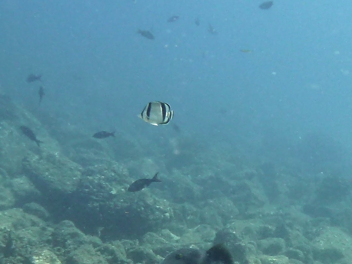 Chaetodon robustus Günther, 1860