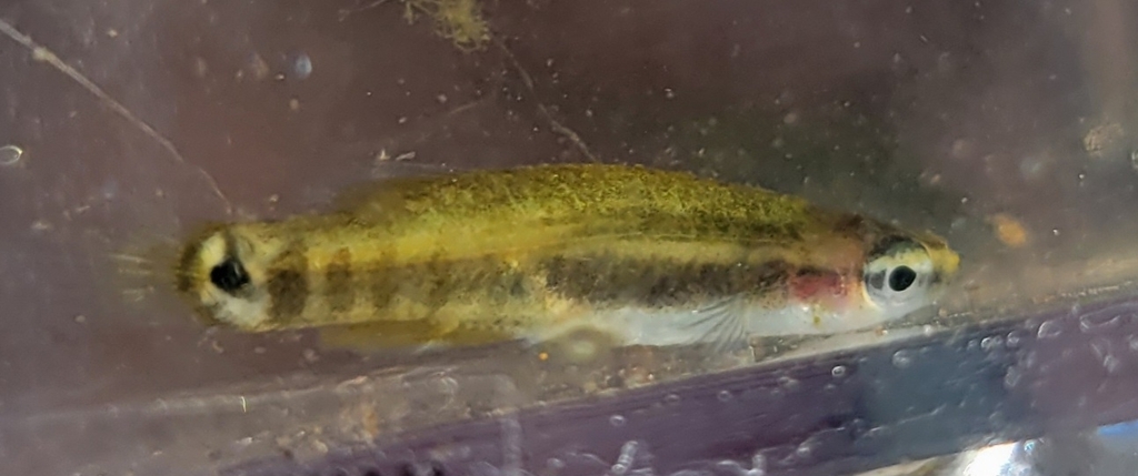 Pygmy Killifish from Orlando, FL 32832, USA on January 15, 2023 at 02: ...