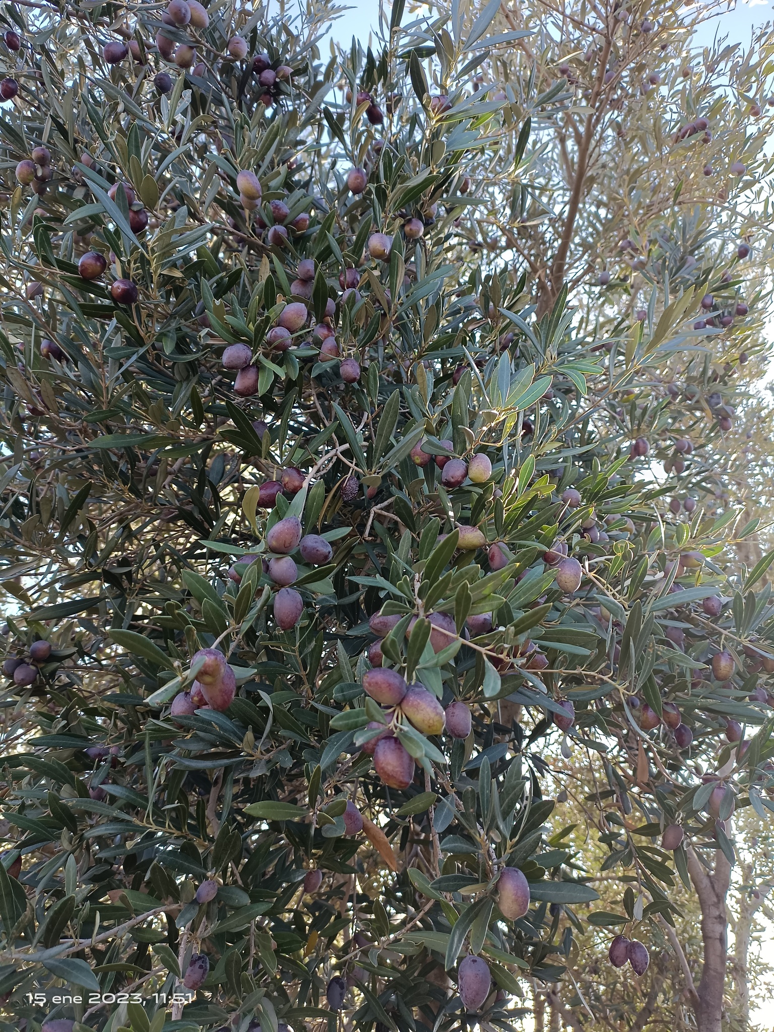 Olea europaea L.