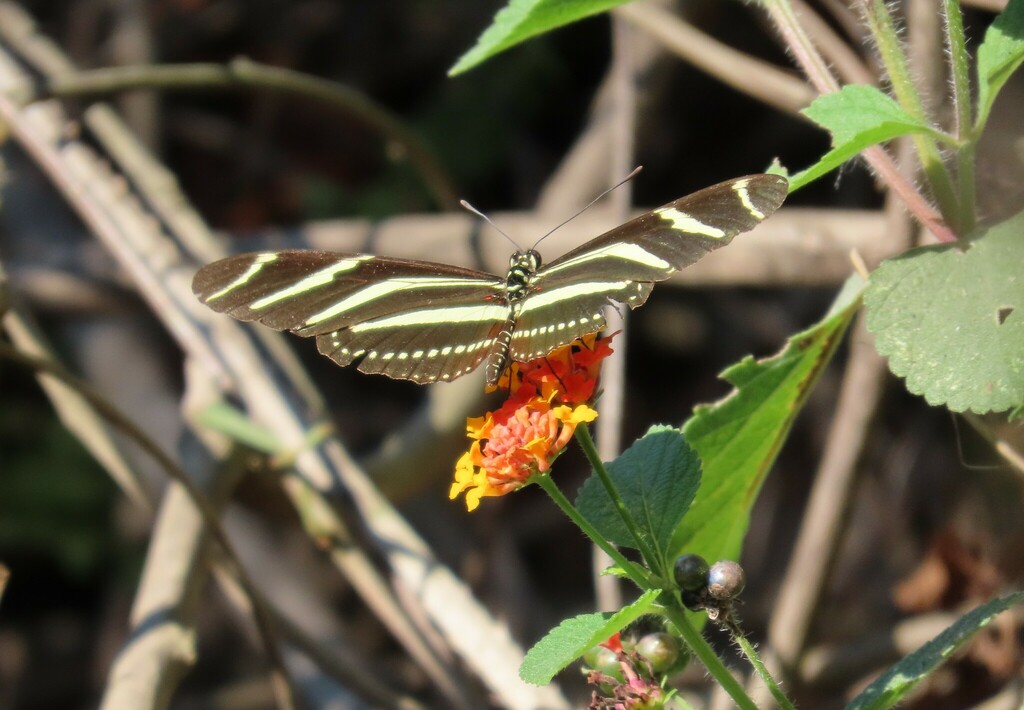 Heliconius charithonia vazquezae from San Blas, Nayarit, Mexico on ...