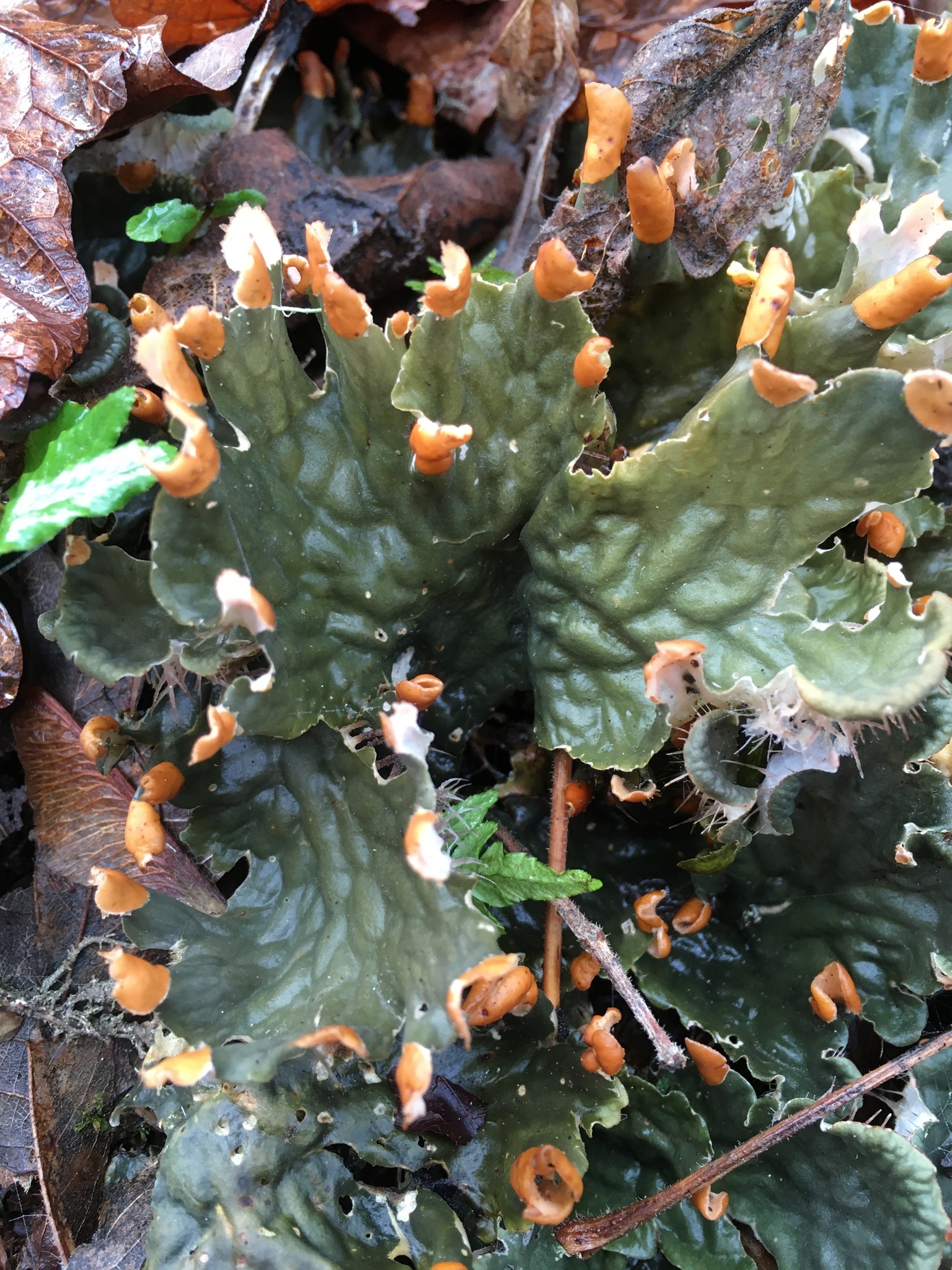 Peltigera membranacea (Ach.) Nyl.