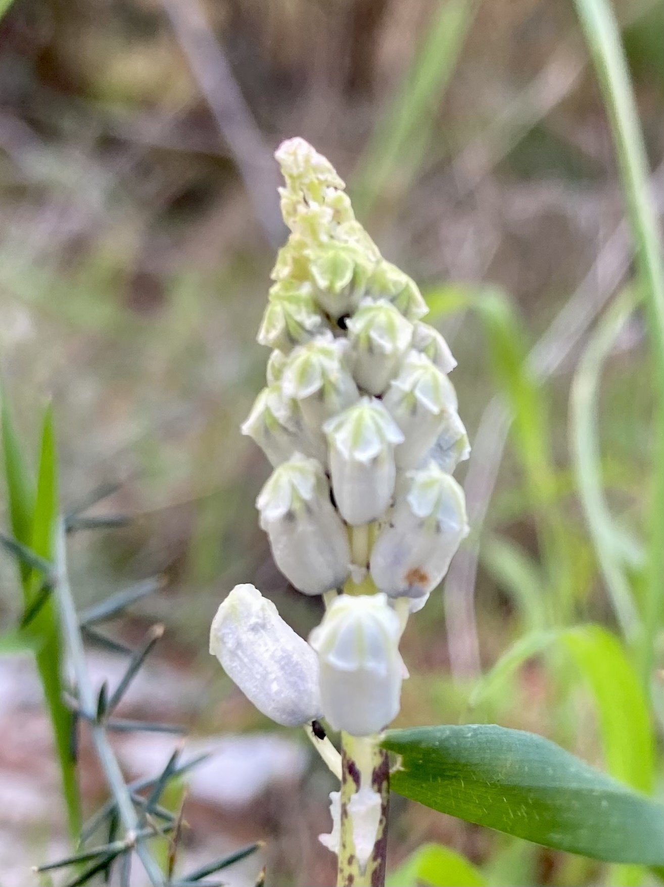 Bellevalia flexuosa Boiss.