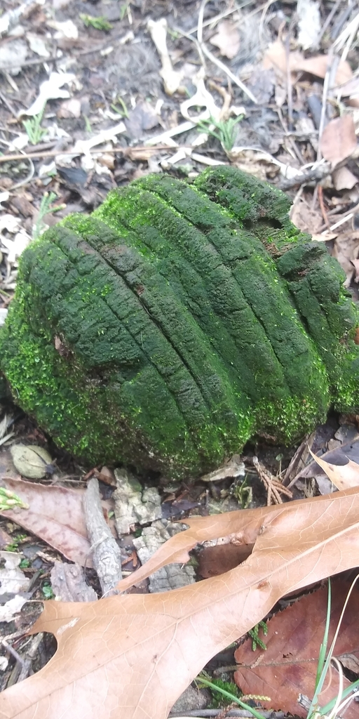 Cracked Cap Polypore in January 2023 by jim. In situ. · iNaturalist