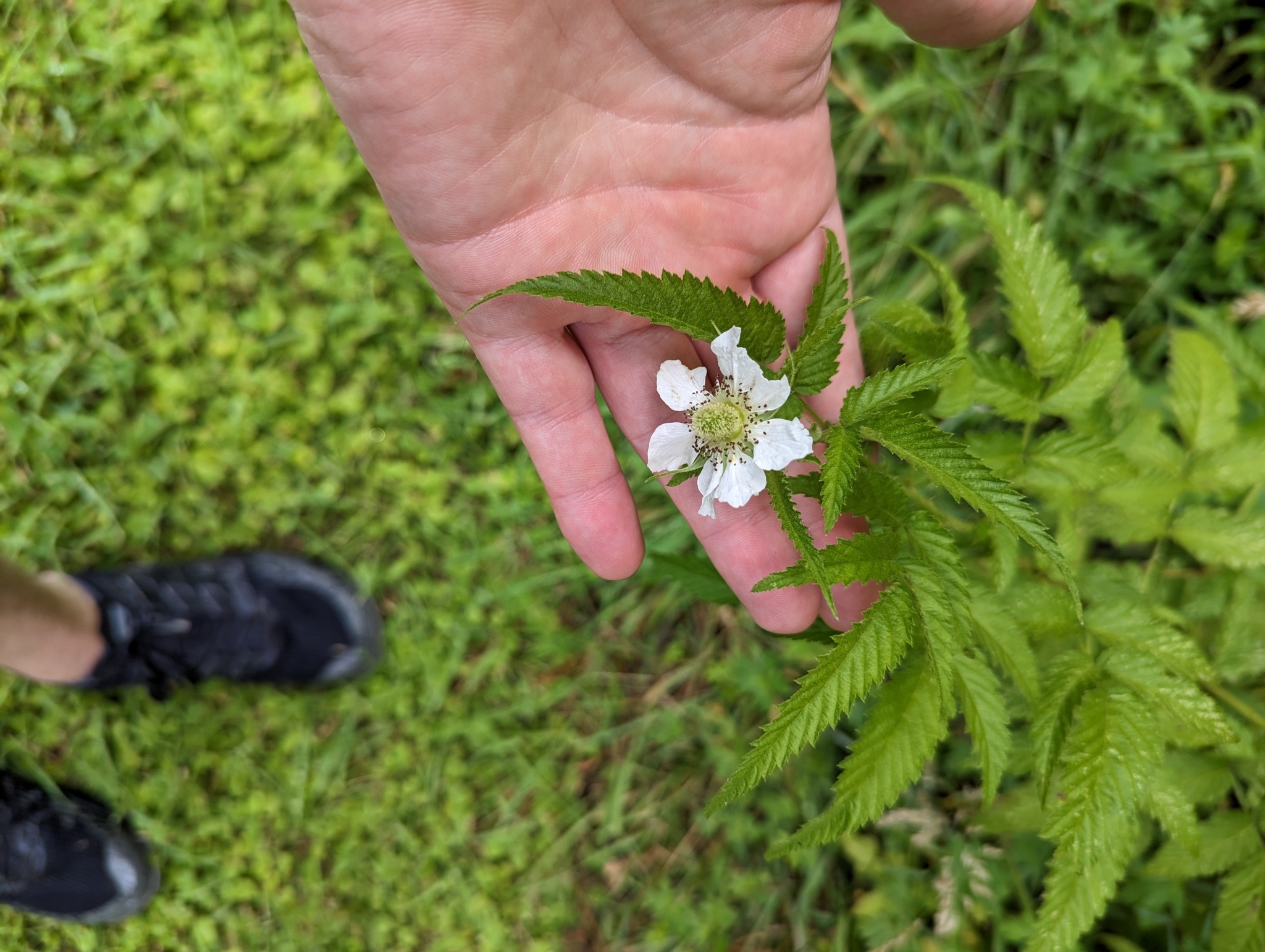 Rubus rosifolius Sm.