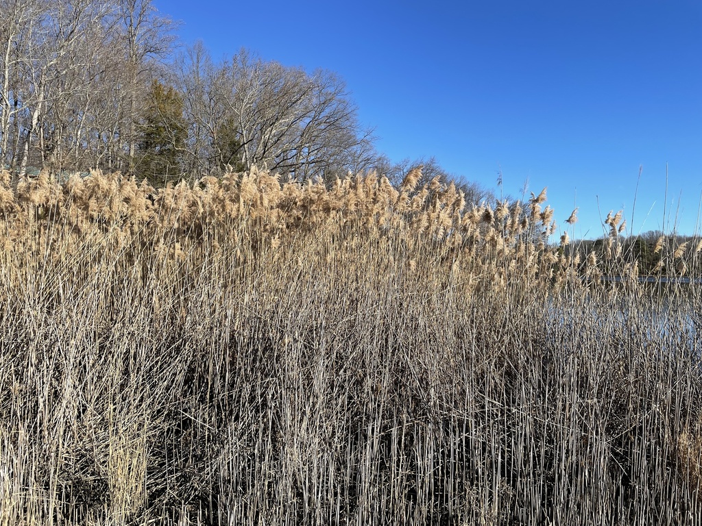 European reed from Island Creek Rd, Centreville, MD, US on January 16 ...