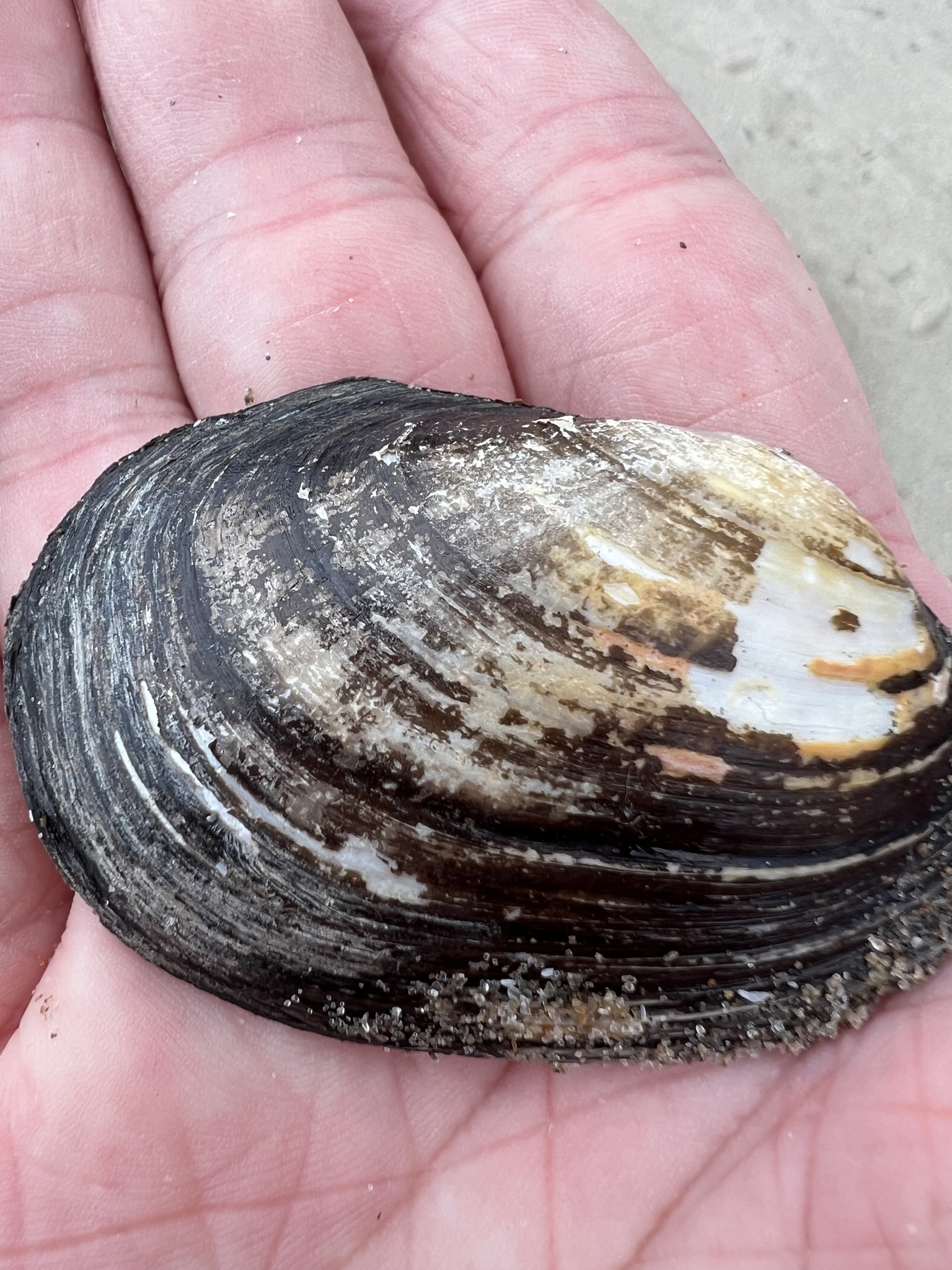 Lampsilis radiata (Gmelin, 1791)