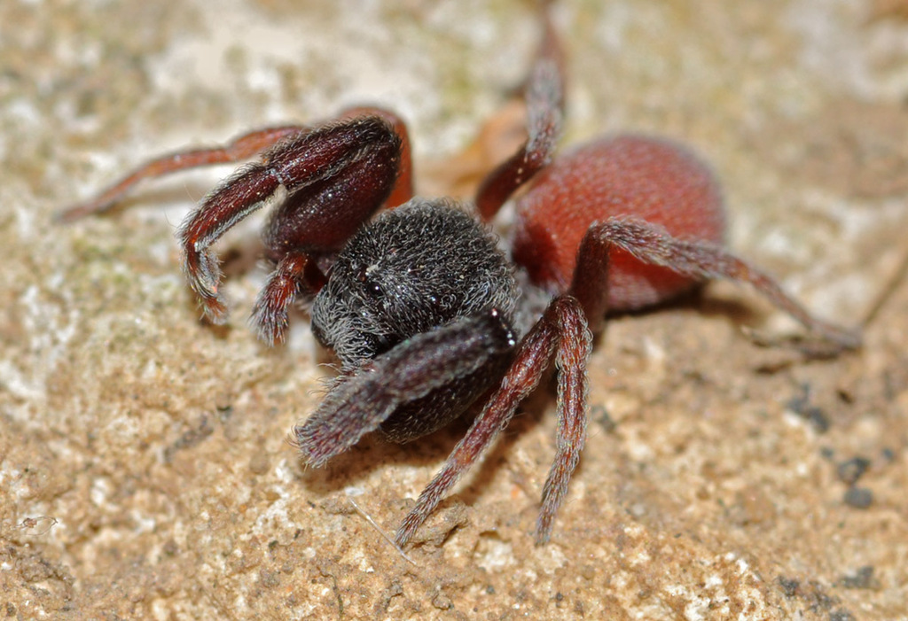 Common Palp-footed Spider from Kreis Përmet, Albanien on May 21, 2018 ...