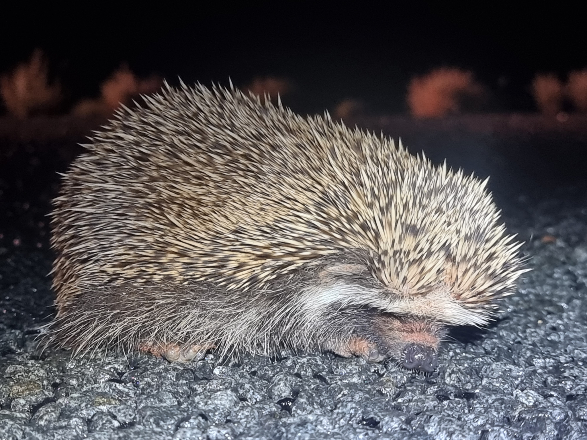 Atelerix frontalis (A.Smith, 1831)