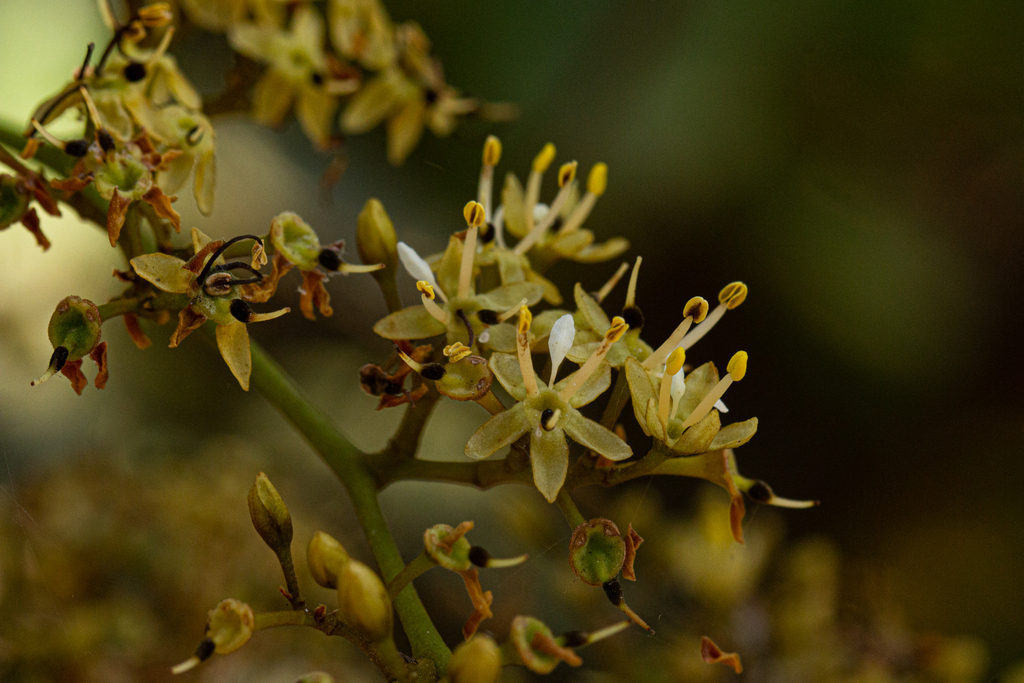 Dialiums (Dialium) - Botanical Realm