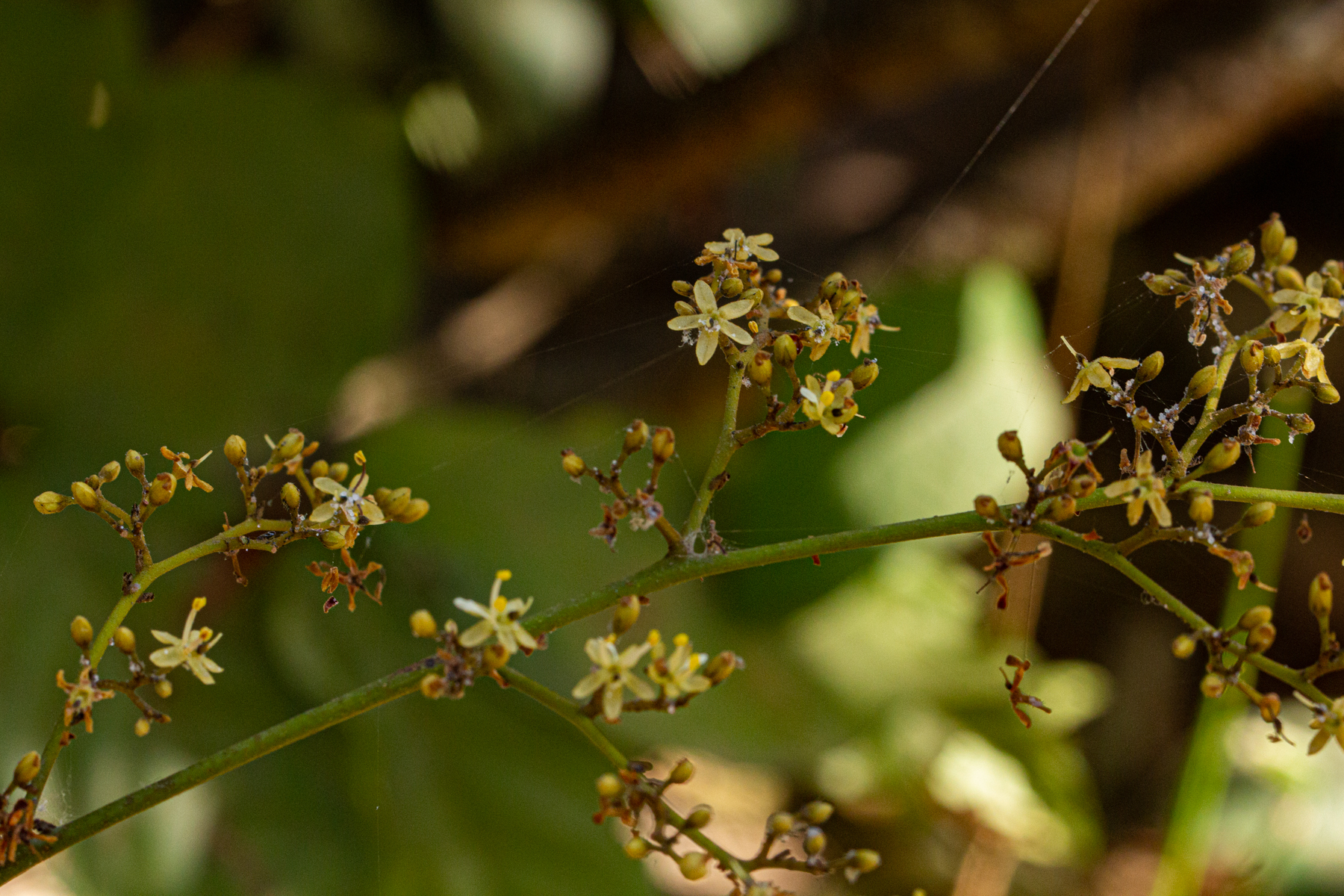 Dialium guineense Willd.