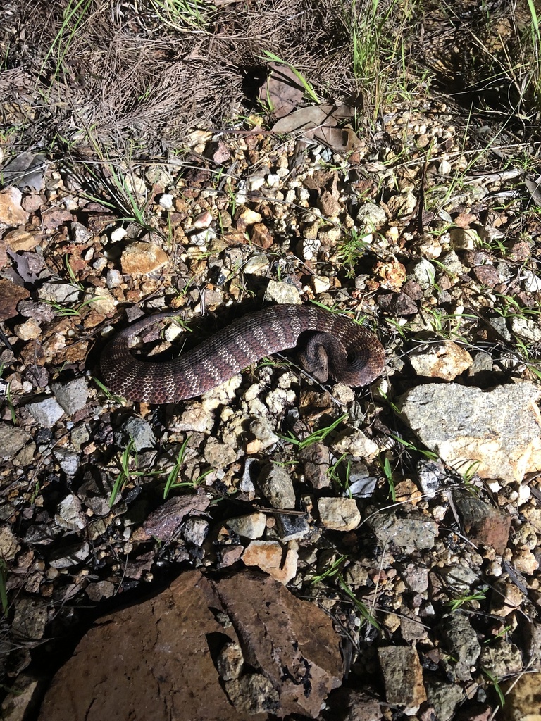 Northern Death Adder from Kutini-Payamu (Iron Range) National Park ...