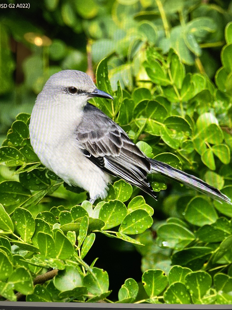 Tropical Mockingbird from Sainte-Luce, MQ on January 16, 2023 at 05:10 ...