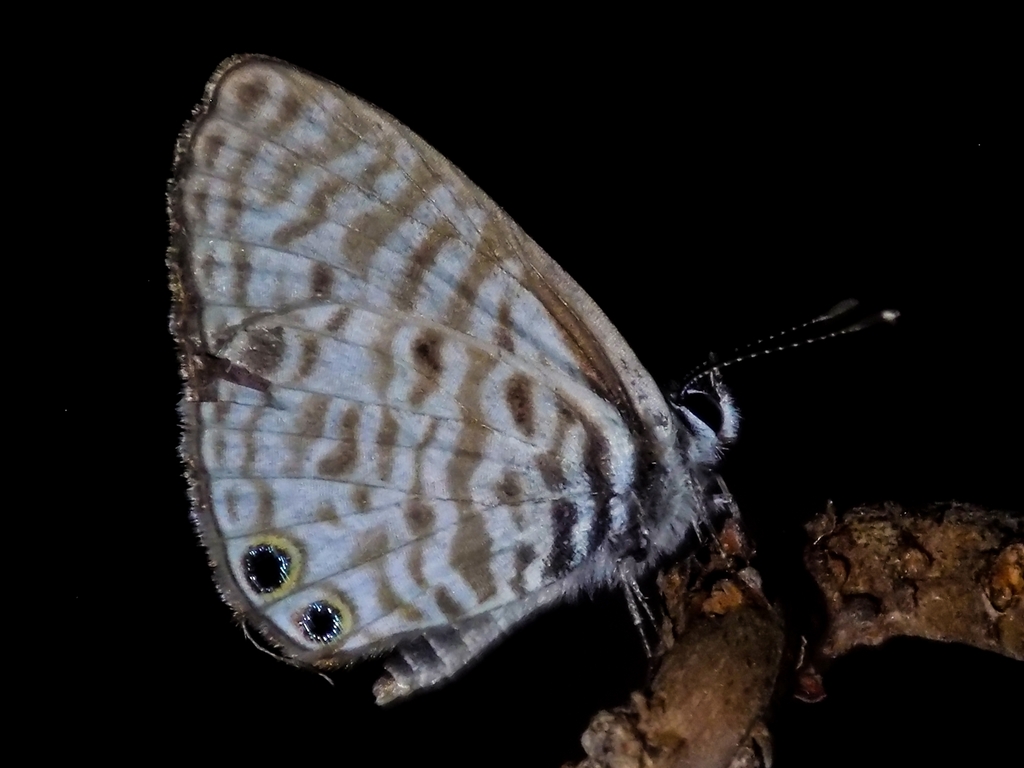 Common Blue Complex from Queenswood on January 16, 2023 by wickus ...
