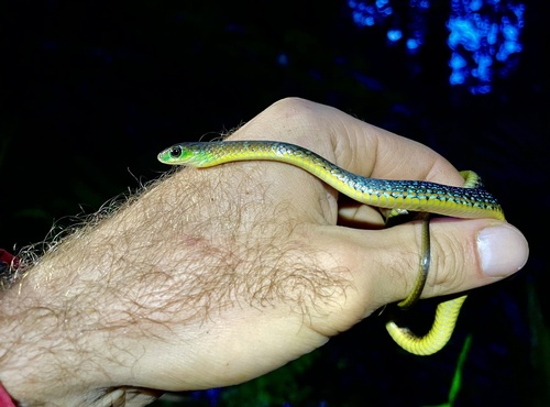 Usambara Green Snake (Philothamnus macrops) - Snakes and Lizards