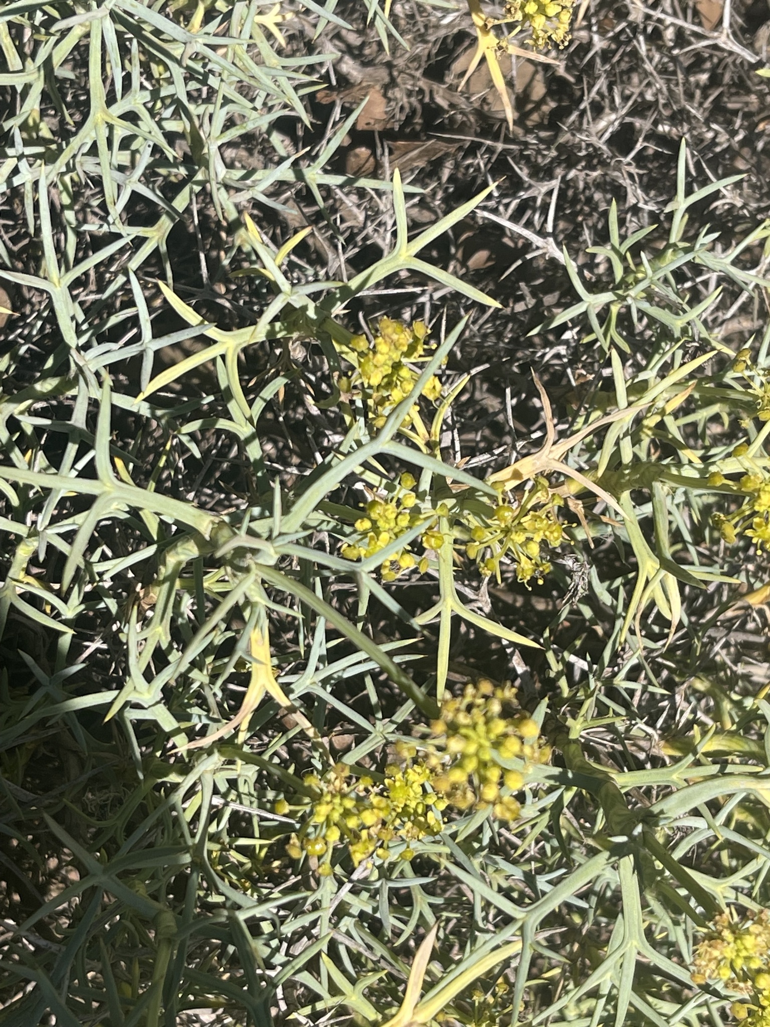 Azorella prolifera (Cav.) G.M.Plunkett & A.N.Nicolas