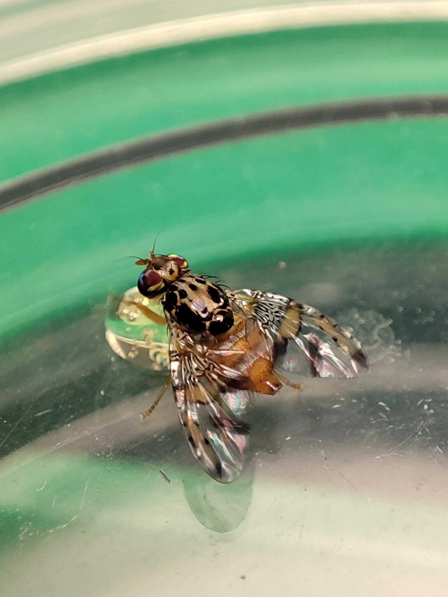 Ceratitis capitata (Wiedemann, 1824)