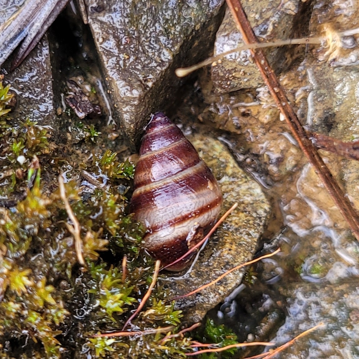 Bulimulus guadalupensis (Bruguière, 1789)