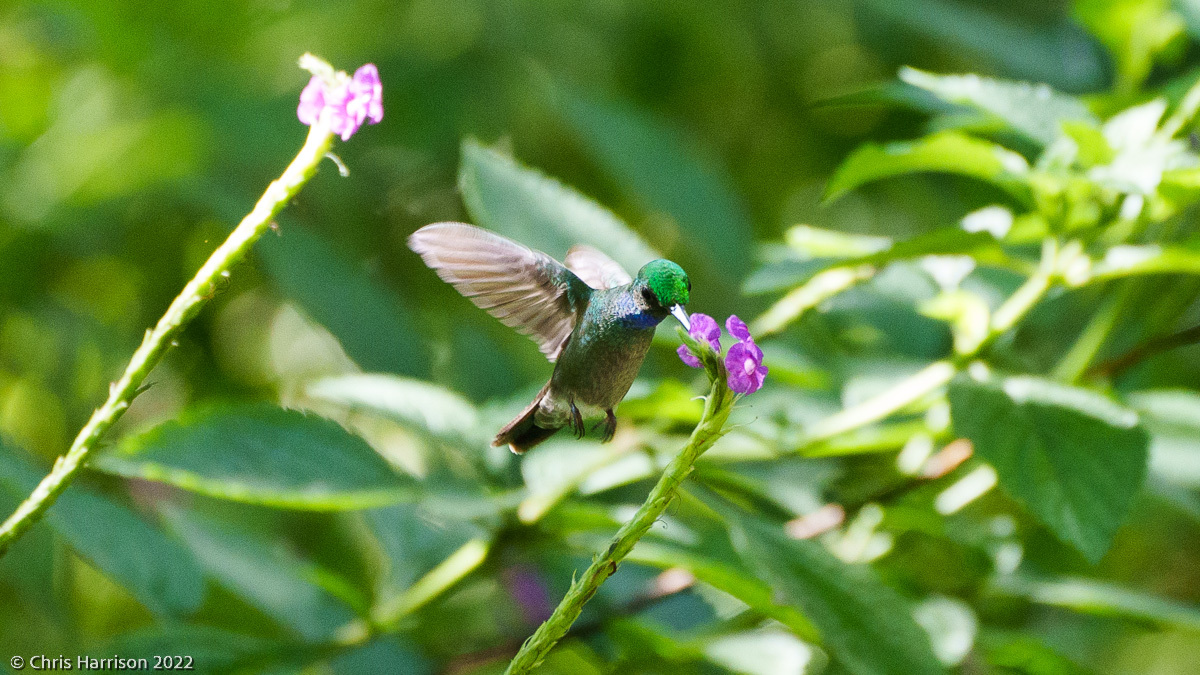 Polyerata decora Salvin, 1891