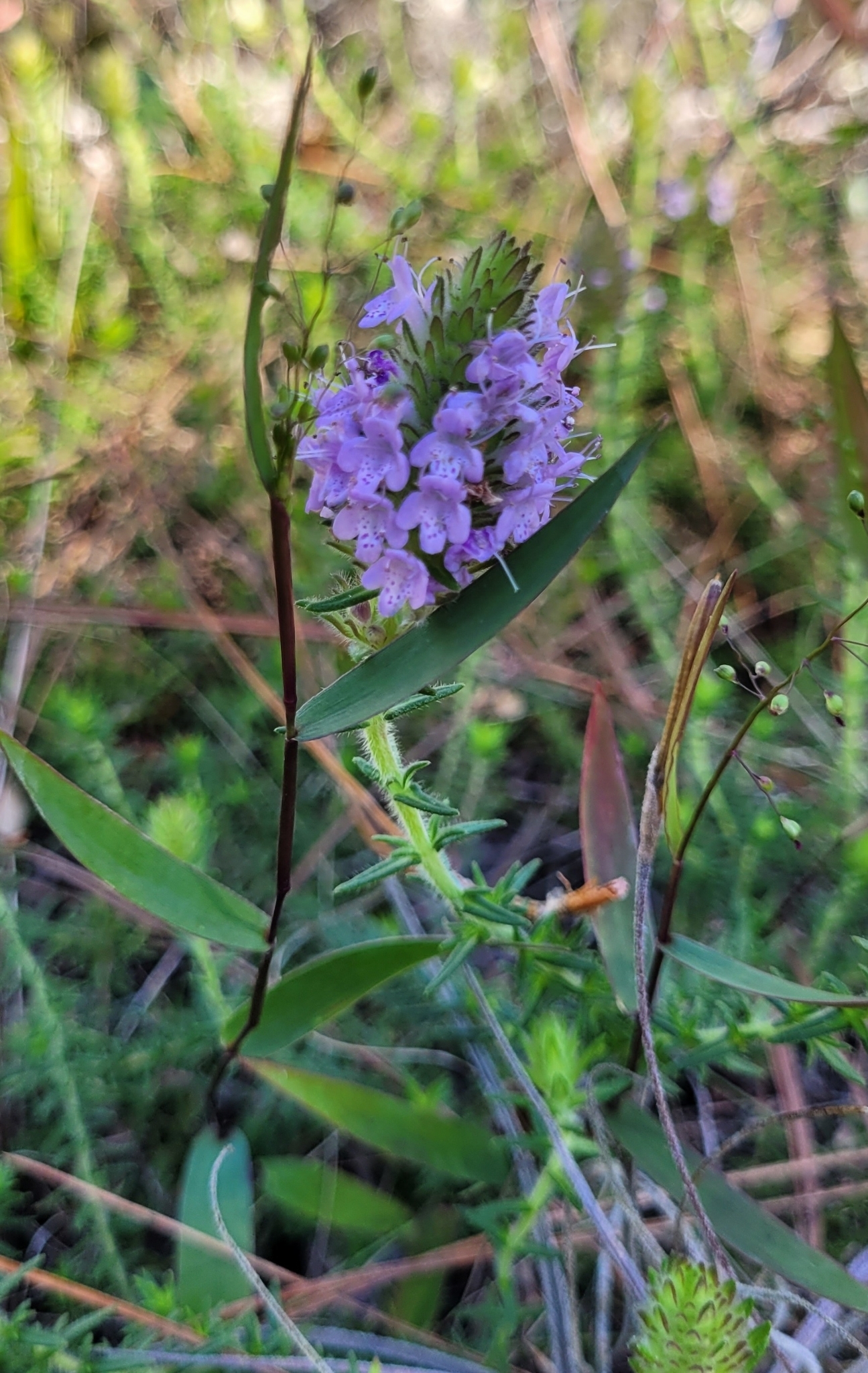 Piloblephis rigida (W.Bartram ex Benth.) Raf.