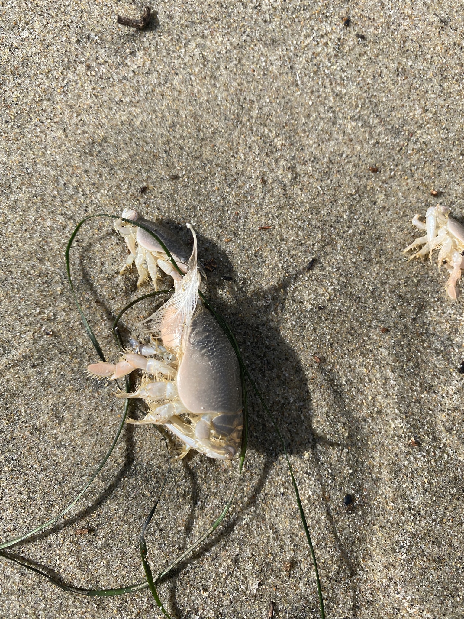 Emerita analoga (Stimpson, 1857)