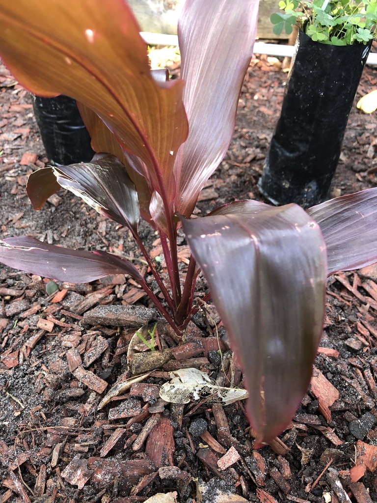 cabbage trees and allies from Queen St, Fingal Head, NSW, AU on ...