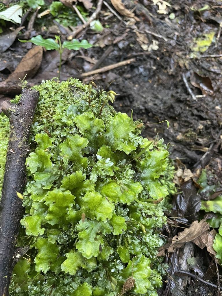 Monoclea gottschei from La Amistad International Park, Chiriqui, PA on ...