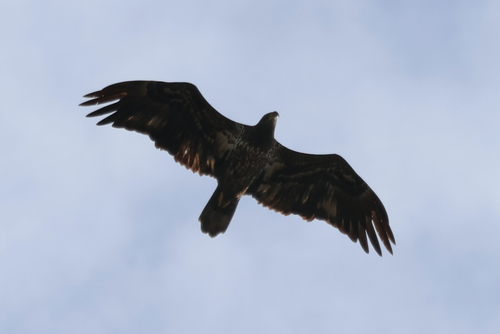 Observations by johntrent · iNaturalist