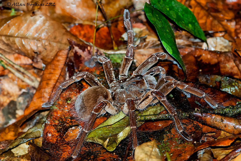 Burgundy Goliath Birdeater in November 2012 by Allan Hopkins. Burgundy ...