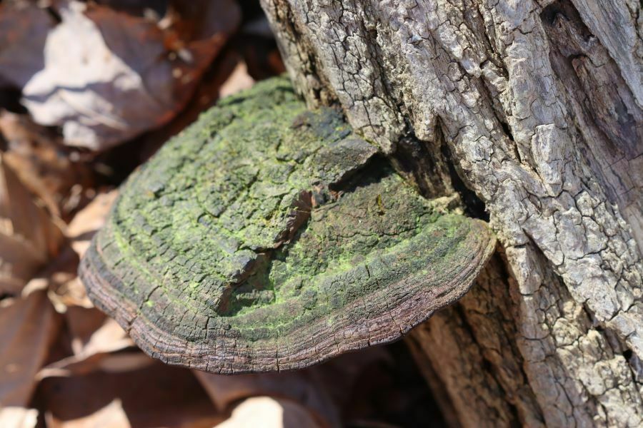 Cracked Cap Polypore from Great Falls, VA, USA on January 16, 2023 at ...