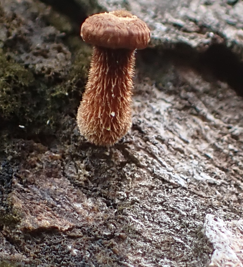 Panus fasciatus from Townsville QLD, Australia on January 16, 2023 at ...