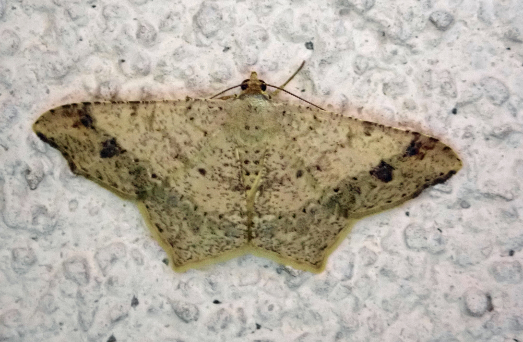 Macaria abydata Guenée